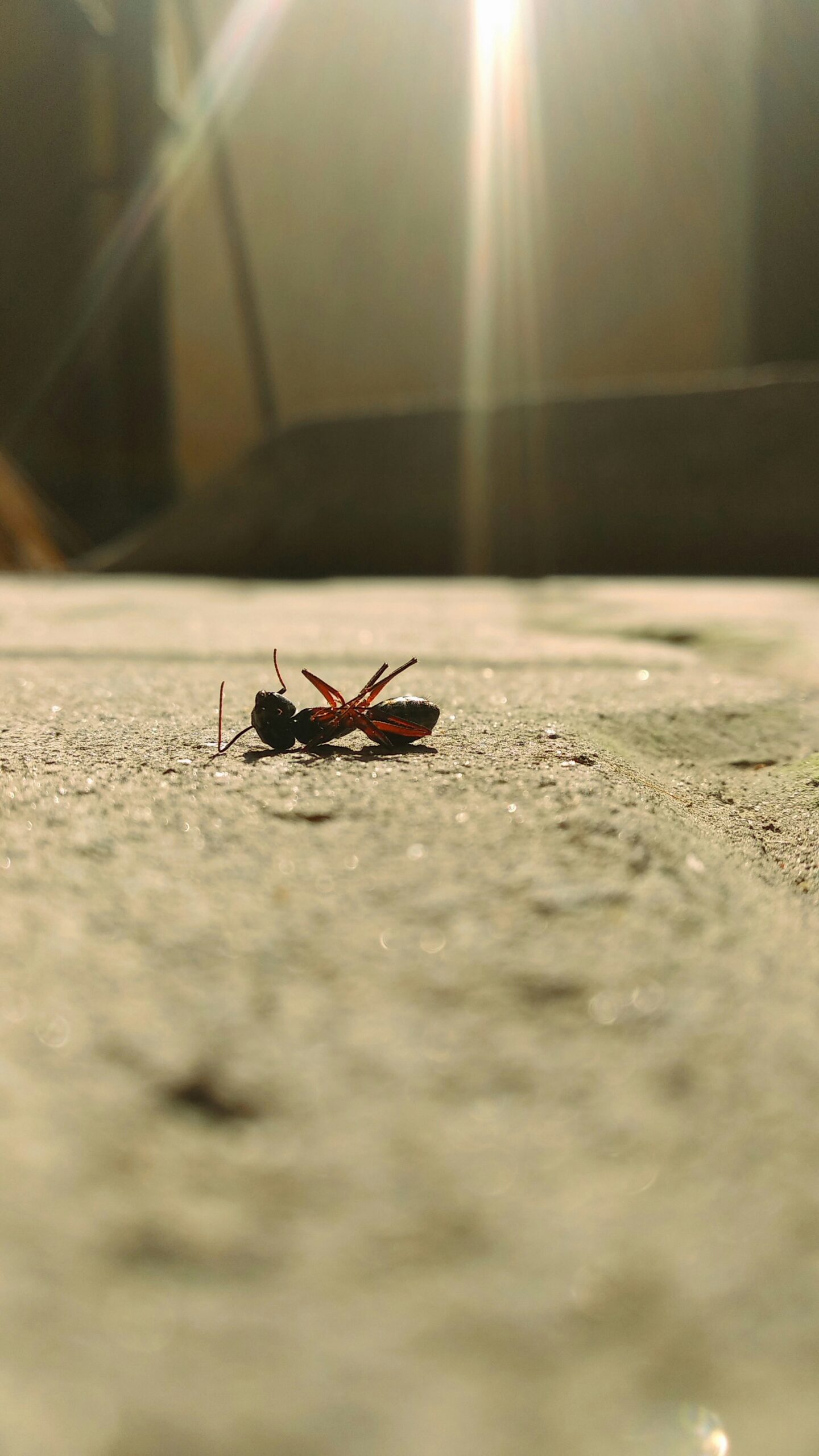 Ant Control in New York City | Green Earth Pest Control